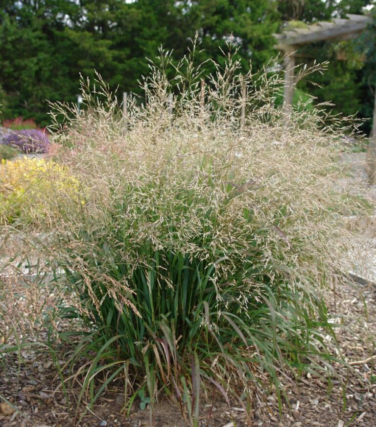 Switch grass | Inland Bays Garden Center